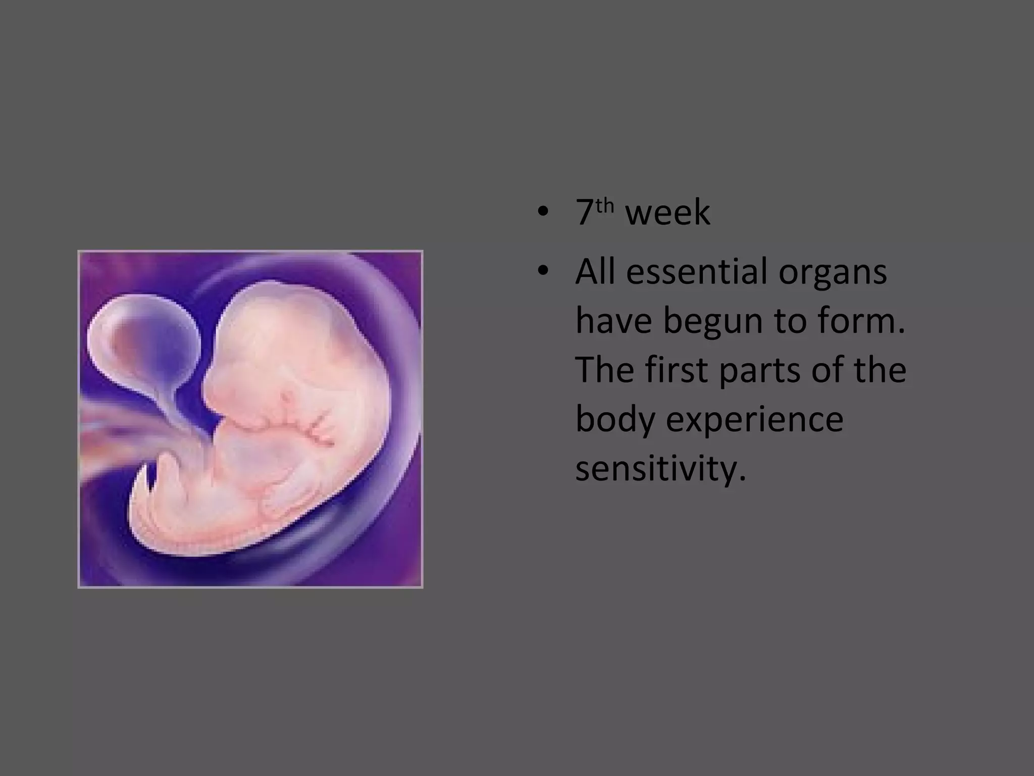 Fetal Development | PPT | Pregnancy | Reproductive Health