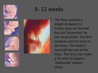 Fetal Development | PPT | Pregnancy | Reproductive Health