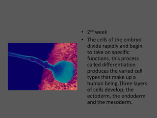 Fetal Development | PPT | Pregnancy | Reproductive Health