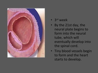 Fetal Development | PPT | Pregnancy | Reproductive Health