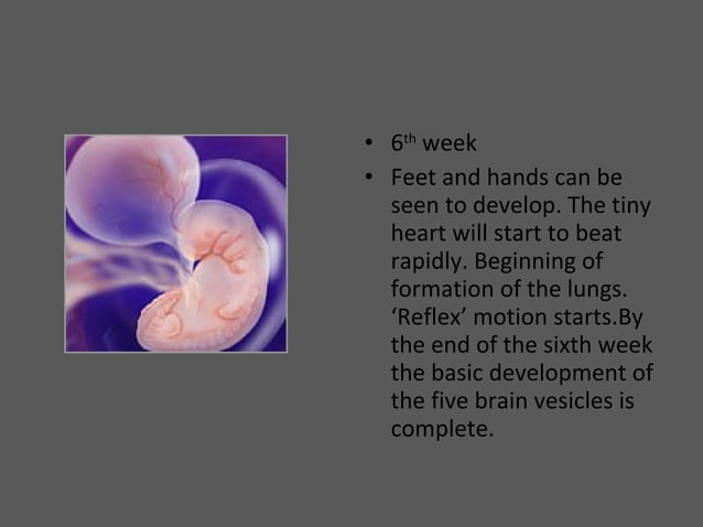 Fetal Development | PPT