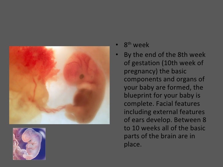 Fetus At 5 Months Pregnancy