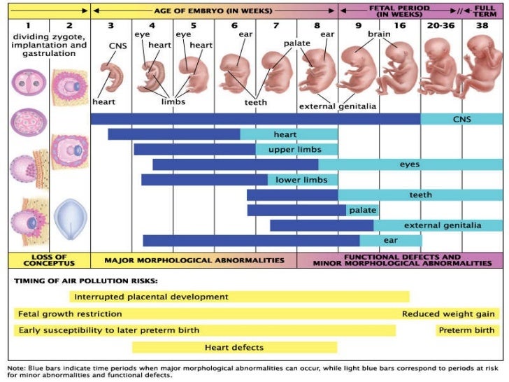 Fetal Development