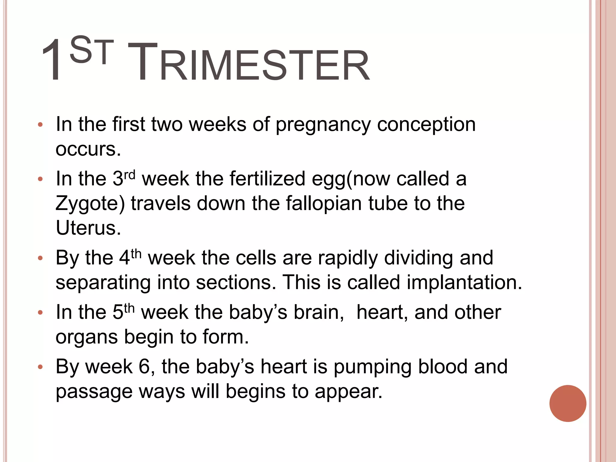Fetal development | PPTX