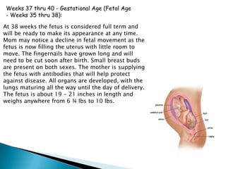 Fetal development | PPTX