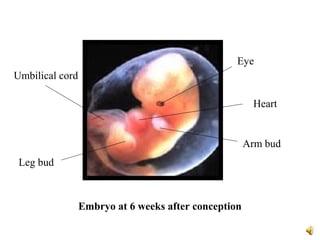 Fetal development | PPT