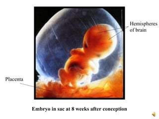 Fetal development | PPT
