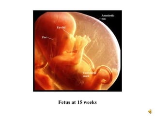 Fetal development | PPT