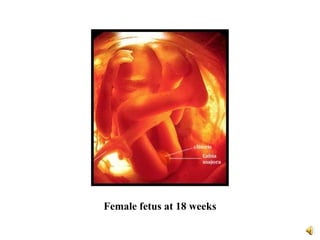 Fetal development | PPT