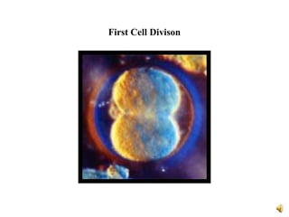 Fetal development | PPS