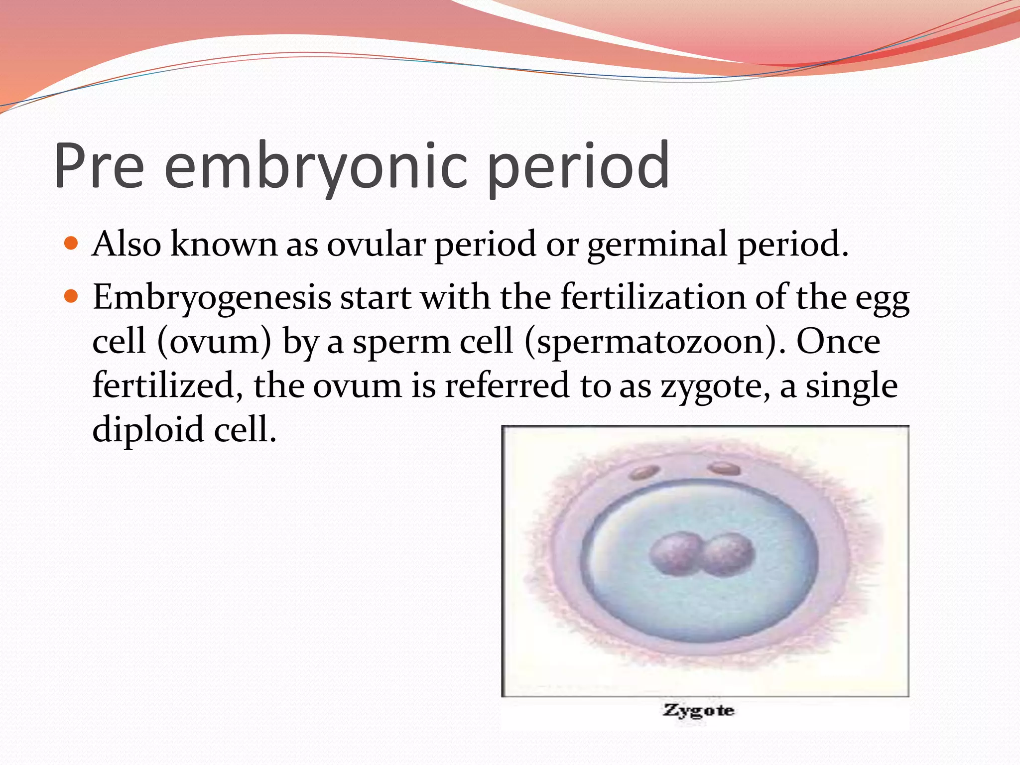 Fetal development | PPTX