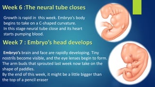Fetal development | PPTX