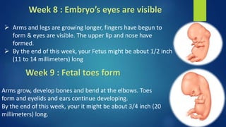Fetal development | PPTX