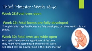 Fetal development | PPTX