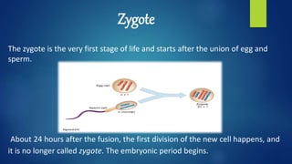 Fetal development | PPTX