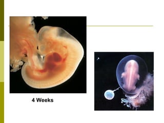 Fetal development | PPT