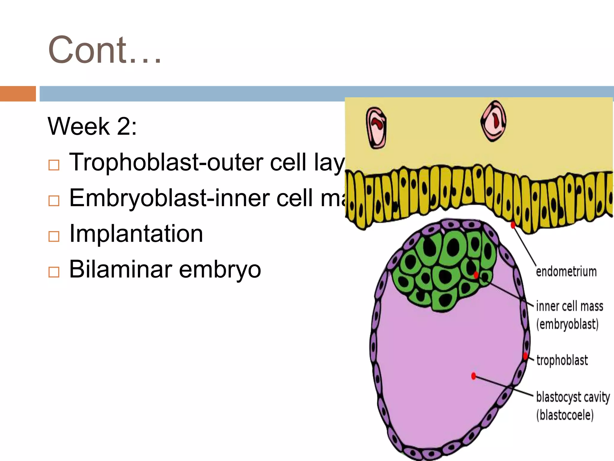 Fetal development | PPTX
