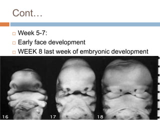 Fetal development | PPT