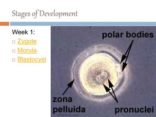 Fetal development | PPTX