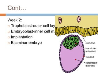Fetal development | PPT