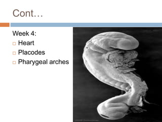Fetal development | PPT