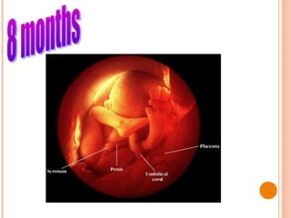 Fetal development | PPT | Pregnancy | Reproductive Health