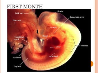 Fetal development | PPT