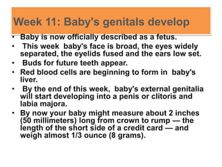 Fetal development | PPTX | Pregnancy | Reproductive Health