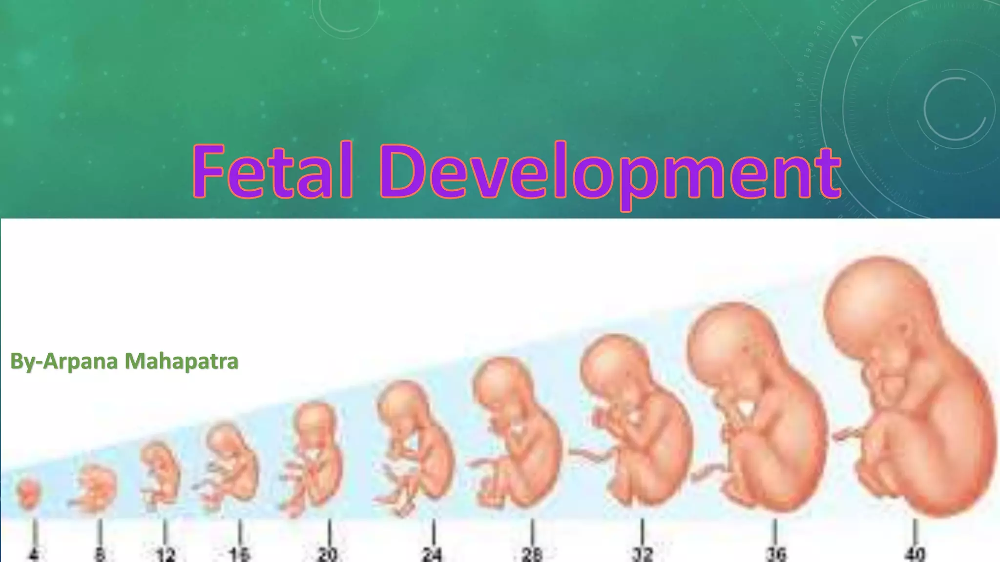 Fetal development | PPT