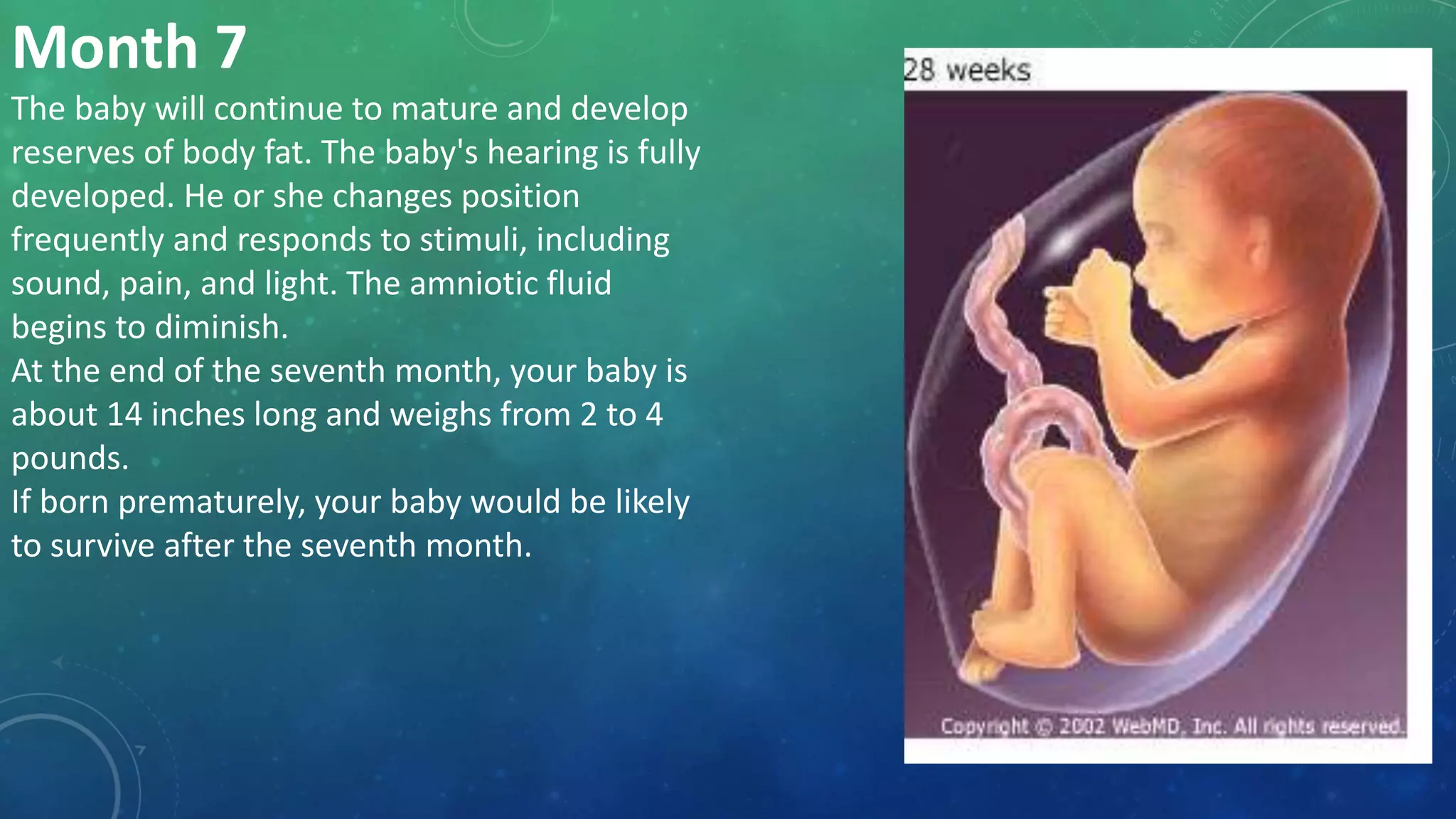 Fetal development | PPT