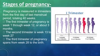 Fetal development | PPT
