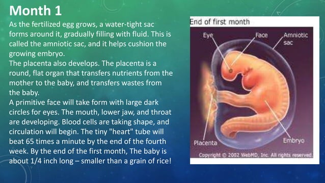Fetal development | PPT