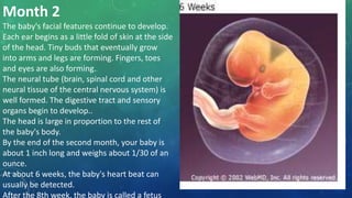 Fetal development | PPT