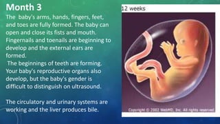 Fetal development | PPT
