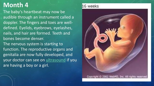 Fetal development | PPT