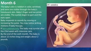 Fetal development | PPT