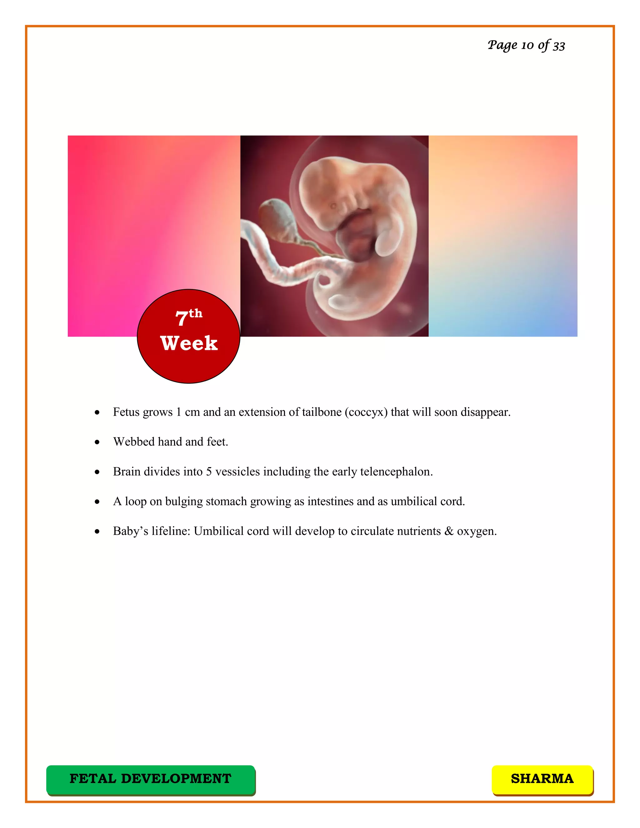 Fetal development | PDF