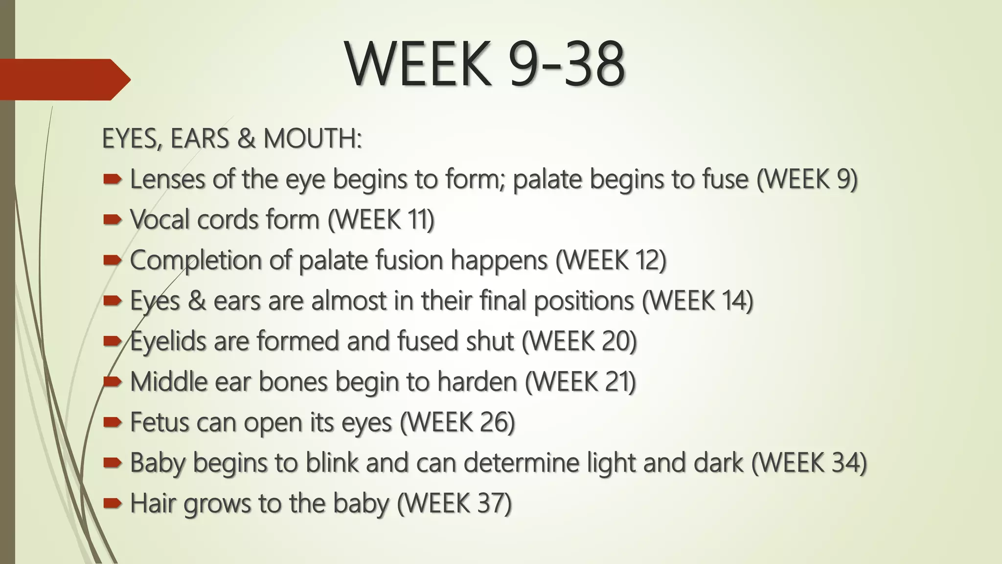 FETAL DEVELOPMENT | PPTX