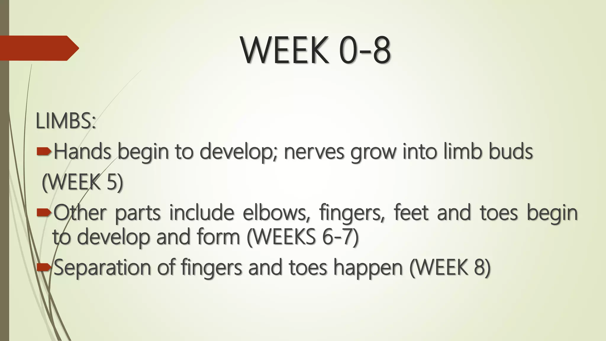FETAL DEVELOPMENT | PPTX