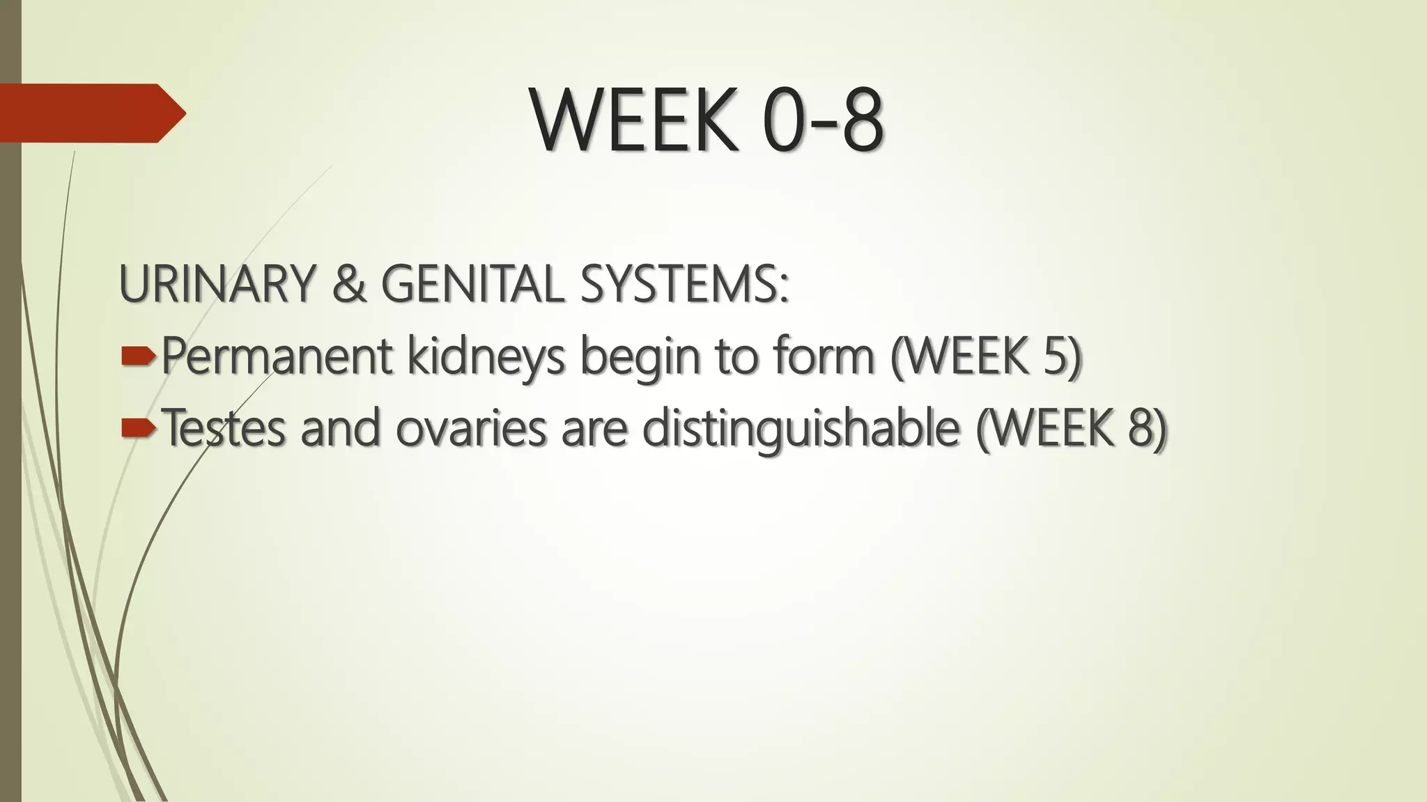 FETAL DEVELOPMENT | PPTX