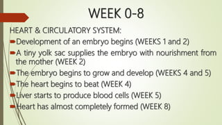 FETAL DEVELOPMENT | PPTX