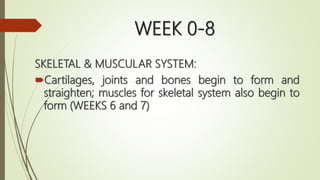 FETAL DEVELOPMENT | PPTX