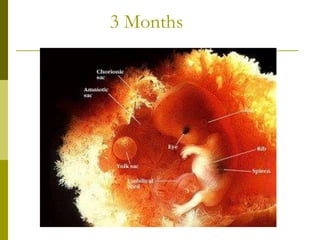 Fetal development | PPT