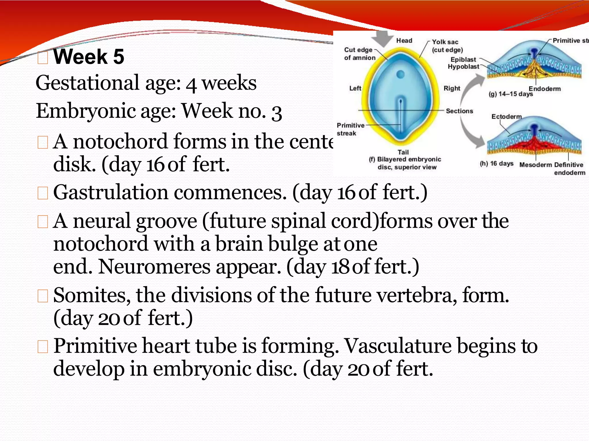 Fetal development | PPTX