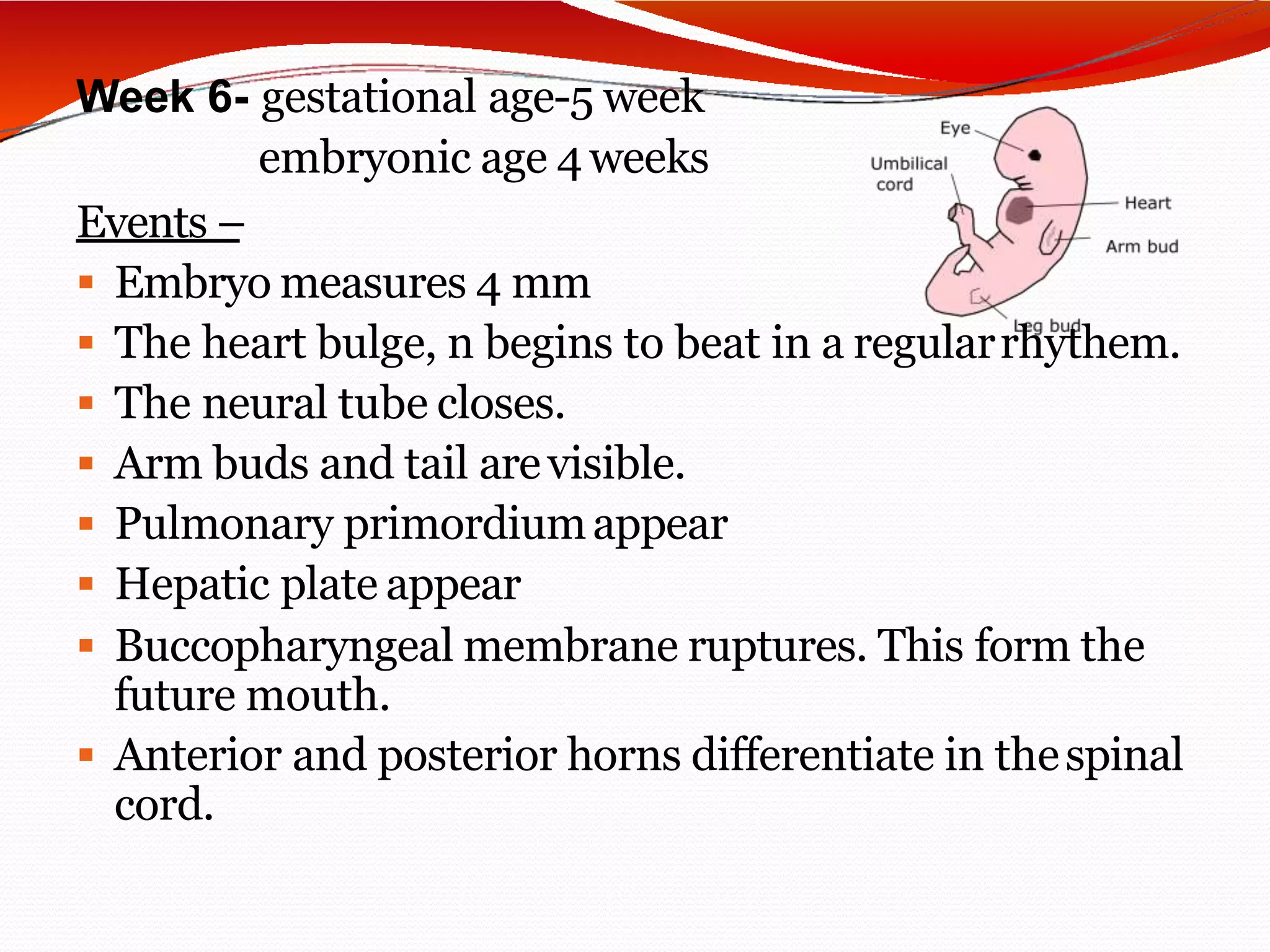 Fetal development | PPTX