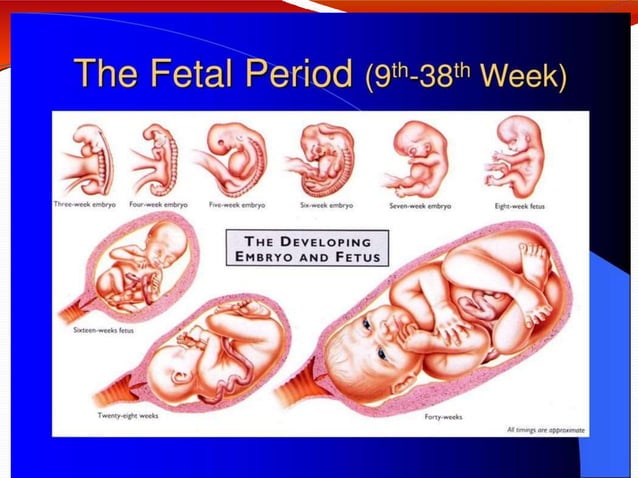 Fetal development | PPTX