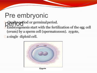 Fetal development | PPTX
