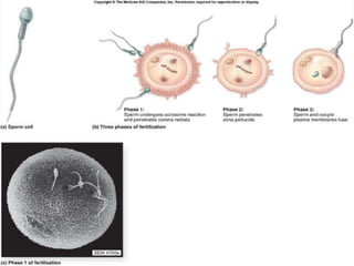 Fetal development | PPTX