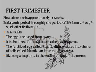 Fetal development | PPTX