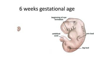 FETAL DEVELOPMENT.pptx